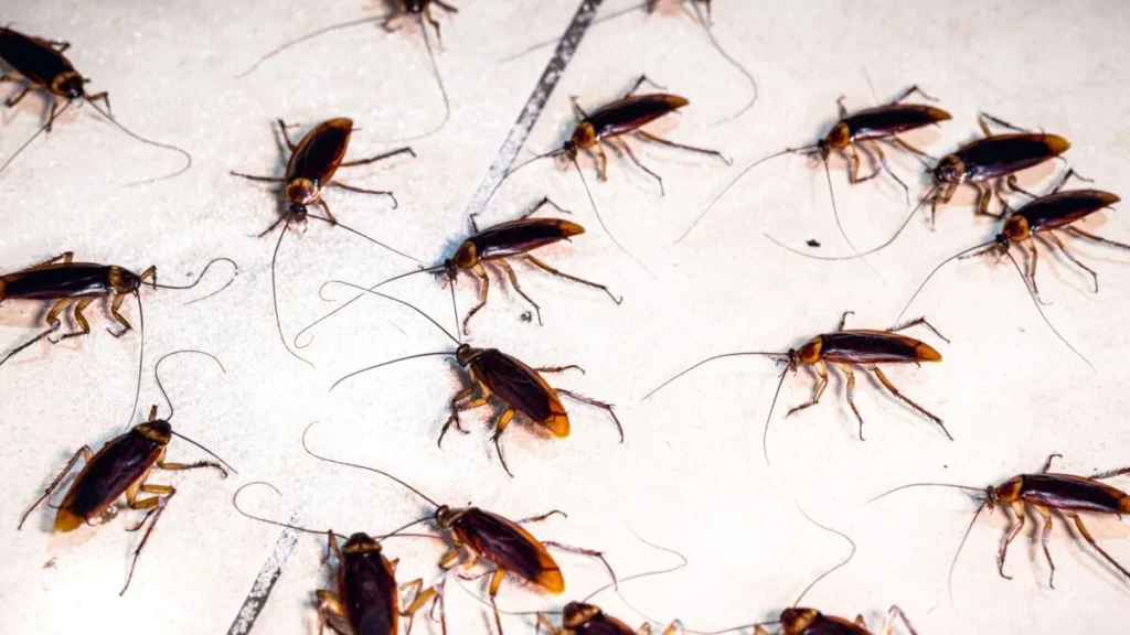 Cockroach Control Utah | How to Get Rid of Roaches in Riverton Homes